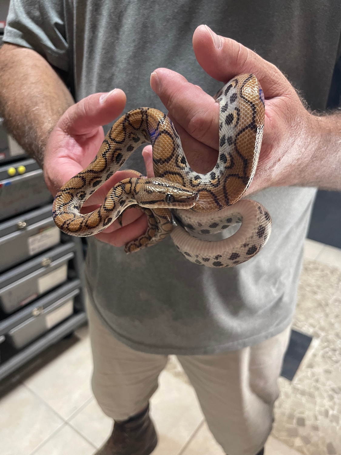 Hypo Brazilian Rainbow Boa by United Snakes of America - MorphMarket