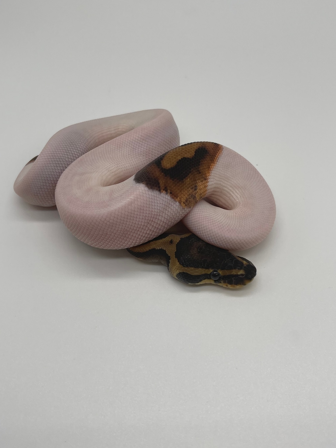 Pied Het Lav Albino Ball Python by United Snakes of America - MorphMarket