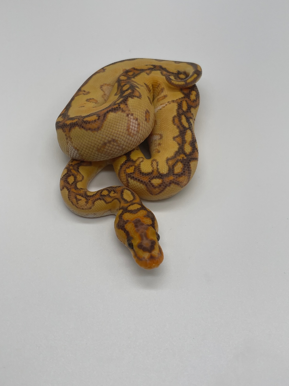 Banana Special Clown Ball Python by United Snakes of America - MorphMarket