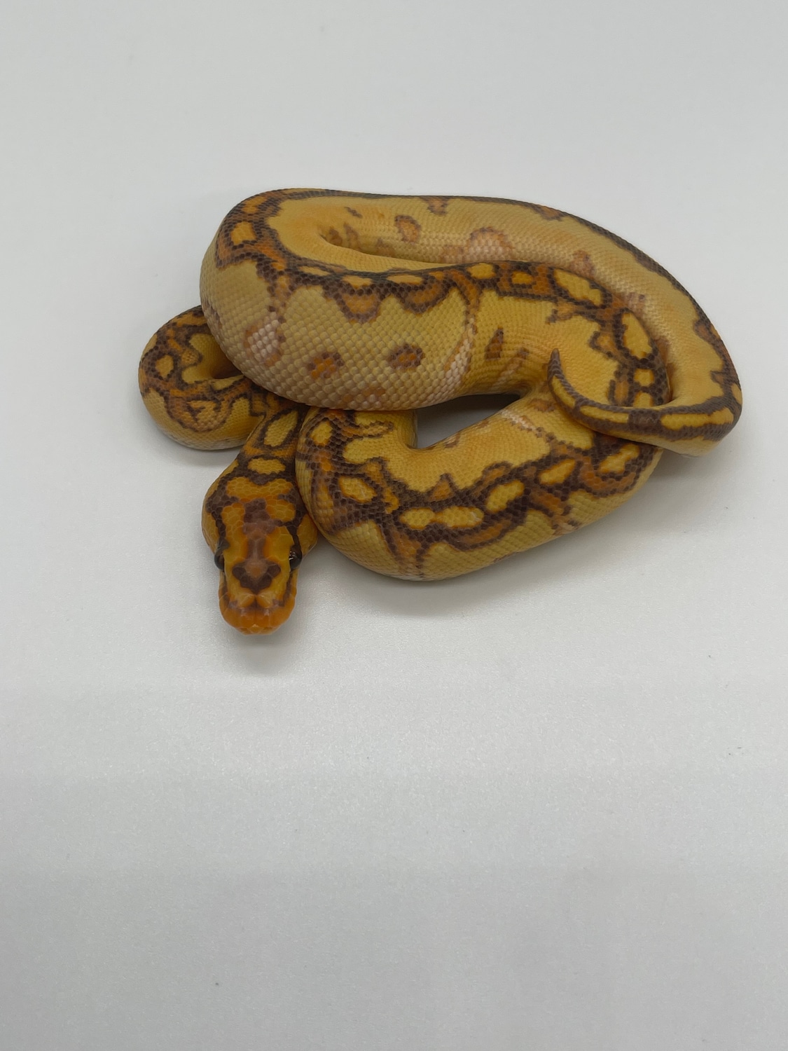 Banana Special Clown Ball Python by United Snakes of America - MorphMarket
