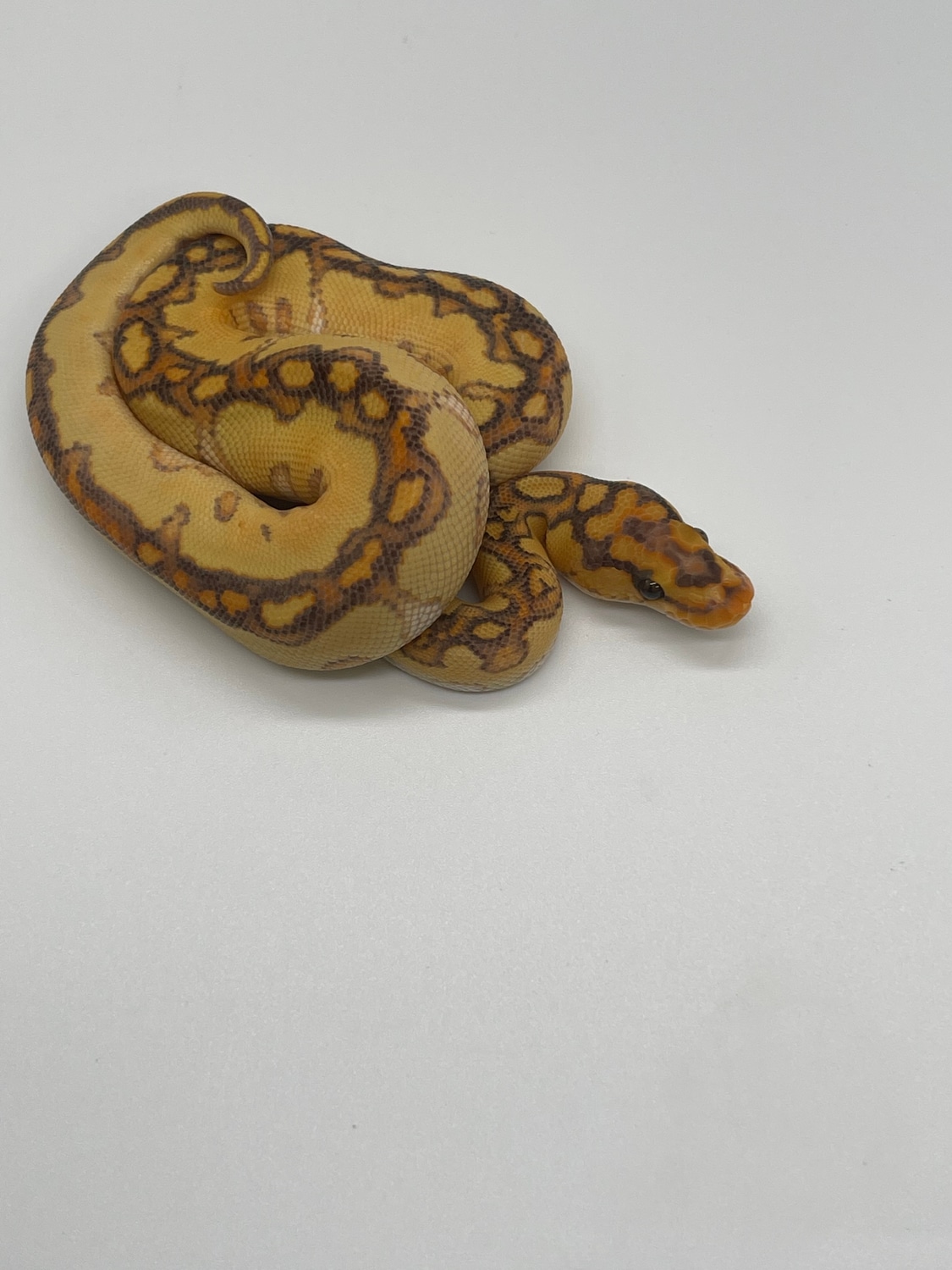 Banana Special Clown Ball Python by United Snakes of America - MorphMarket