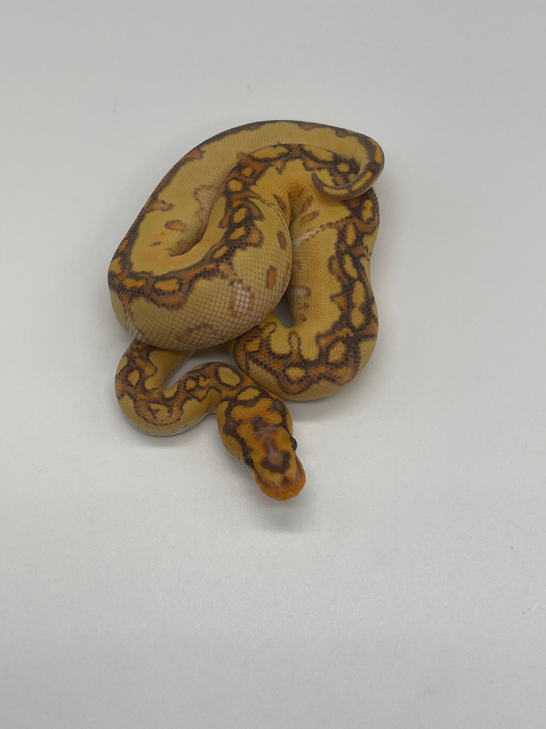 Banana Special Clown Ball Python by United Snakes of America - MorphMarket