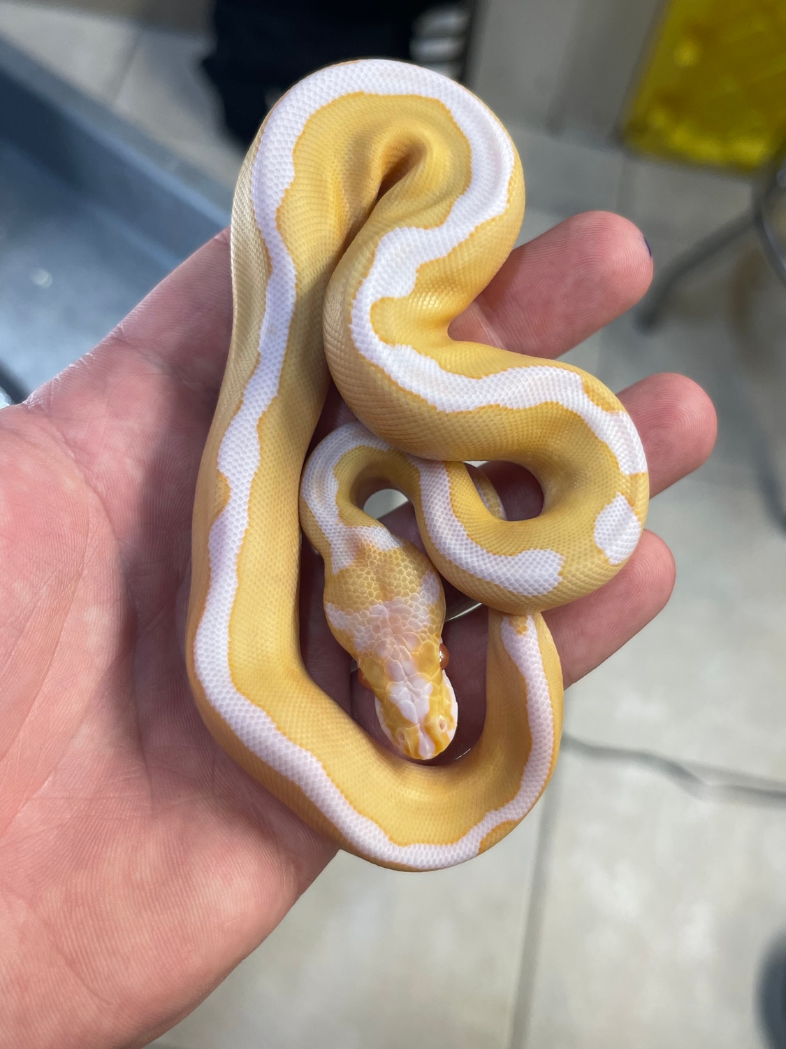 Candino Clown Ball Python by United Snakes of America - MorphMarket