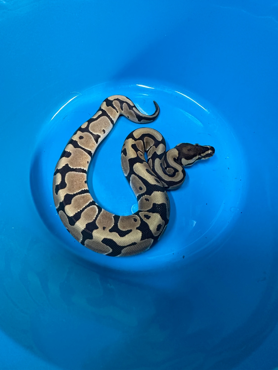 Het Clown Pied 66% Het Lav Albino Ball Python by United Snakes of ...