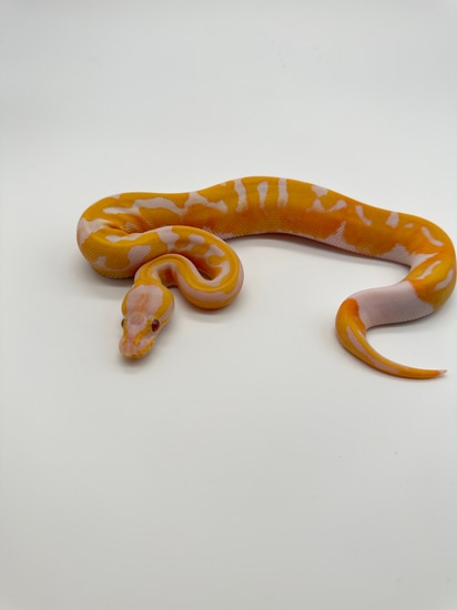 Dreamsicle Ball Python by United Snakes of America