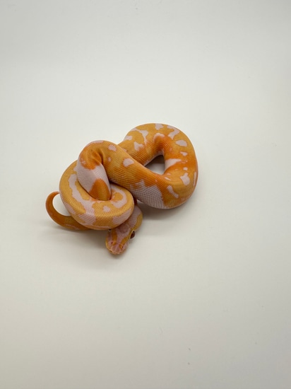 Dreamsicle Ball Python by United Snakes of America
