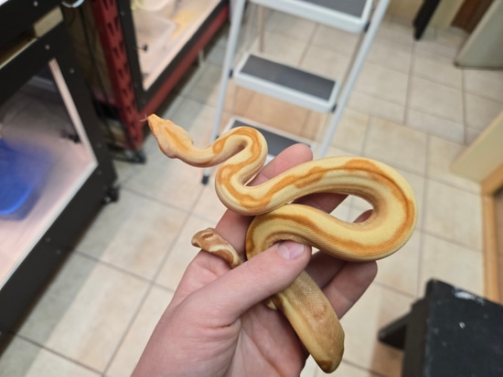 Albino Sharp Sunglow Boa Constrictor by United Snakes of America