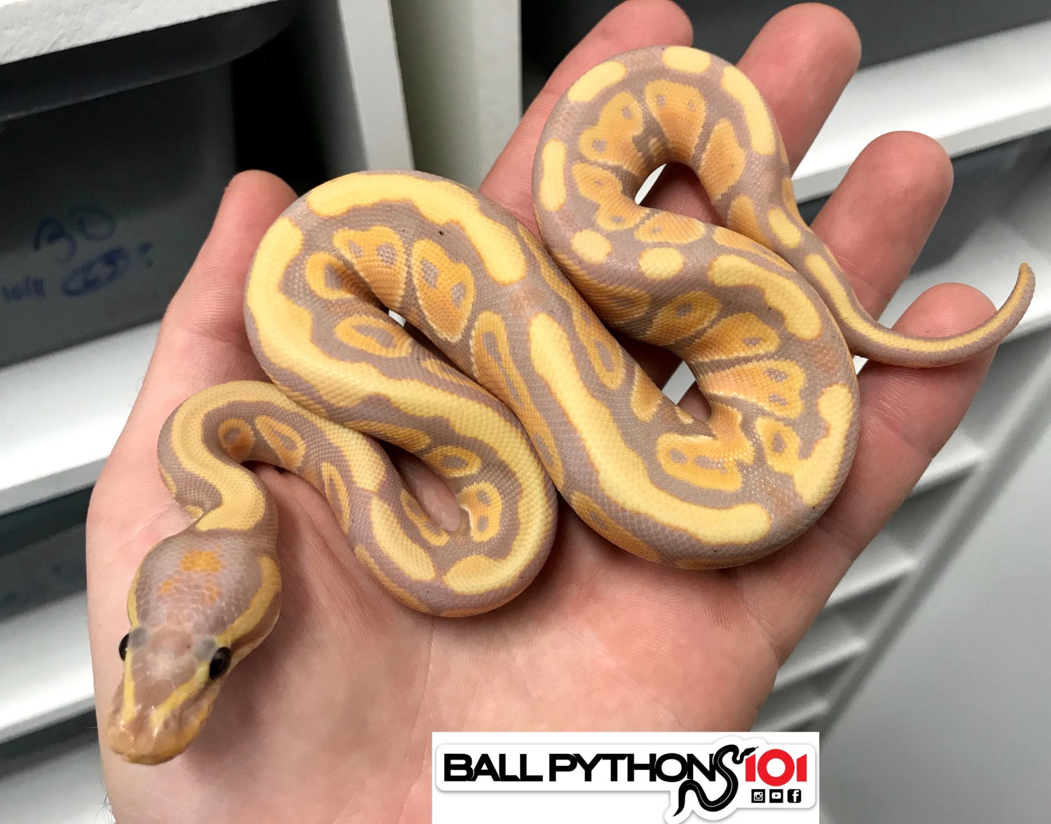 Orange Dream Banana Het Clown Poss Vanilla Ball Python by Ball Pythons ...