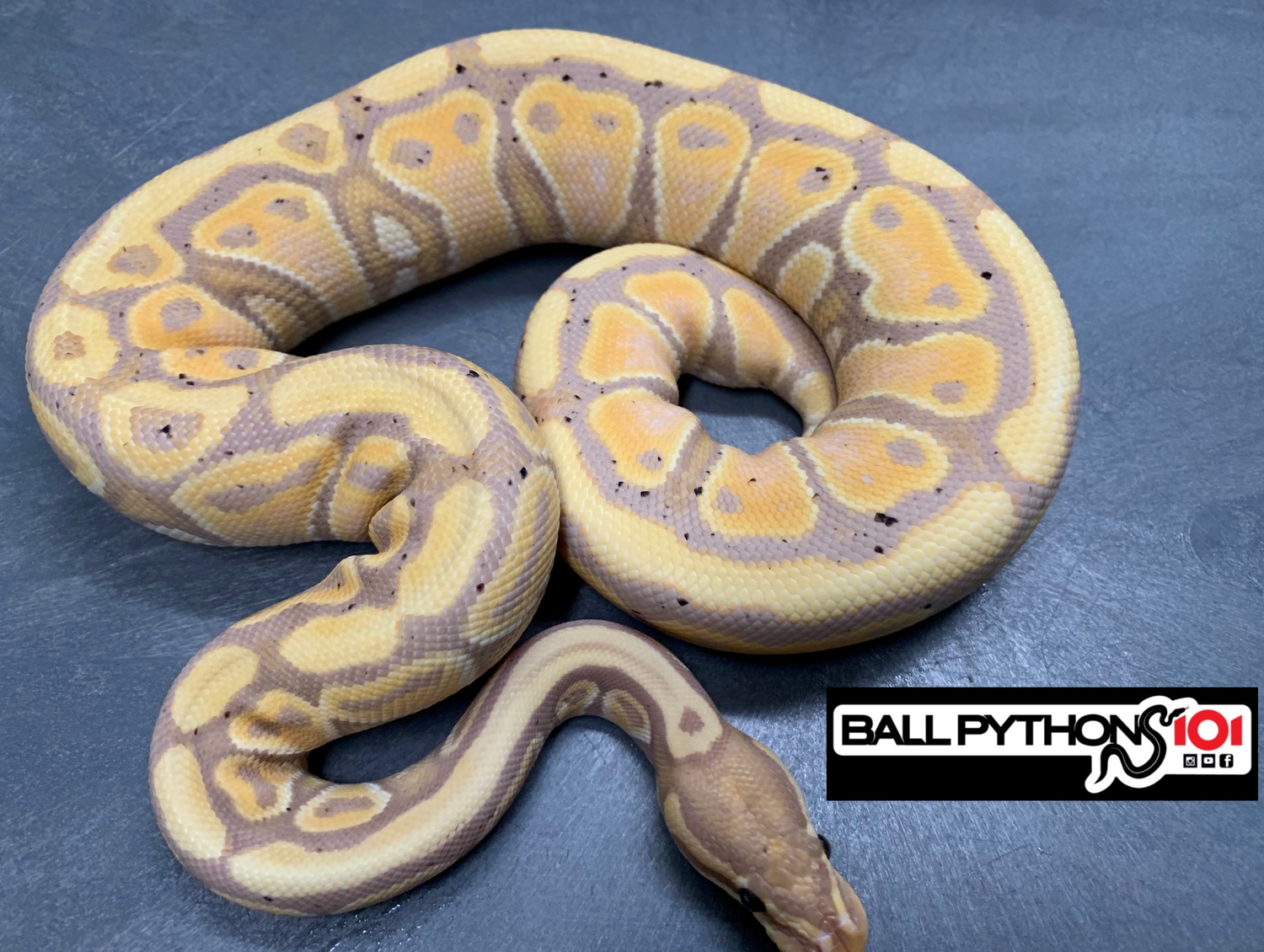 Banana Fire Het Clown Ball Python by Ball Pythons 101 - MorphMarket