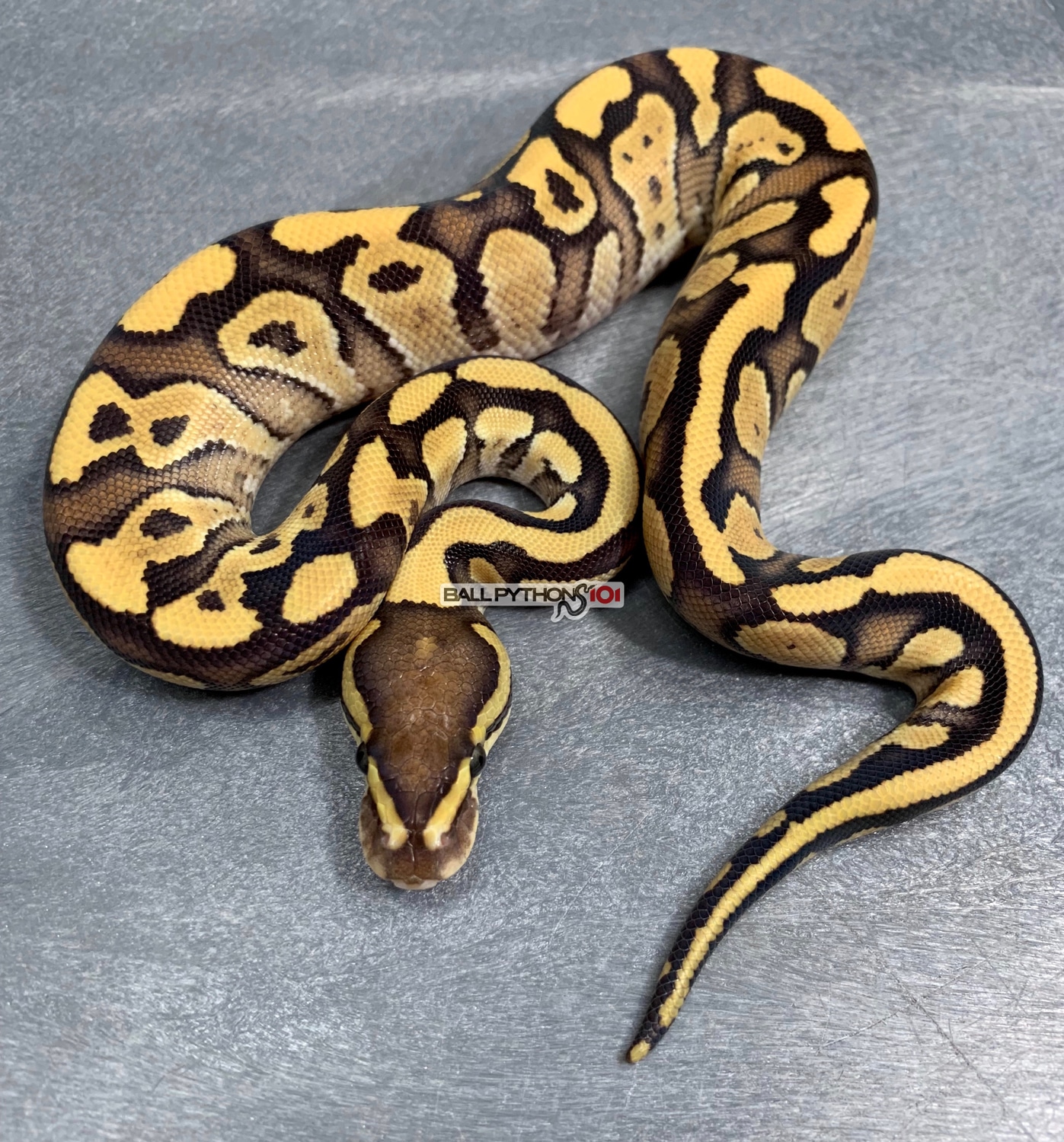 Orange Dream Fire Het Clown Ball Python by Ball Pythons 101 - MorphMarket