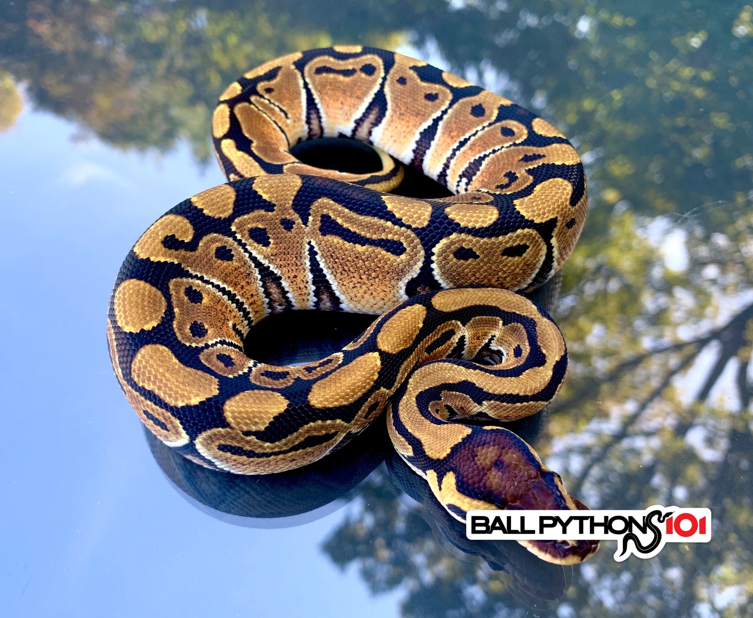 Het Clown Poss Orange Dream Ball Python by Ball Pythons 101 - MorphMarket