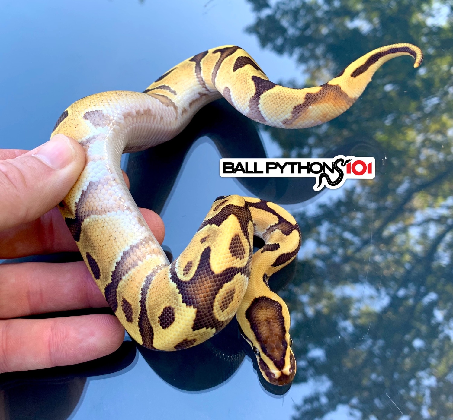 Orange Dream Enchi Fire Het Clown Ball Python by Ball Pythons 101 ...