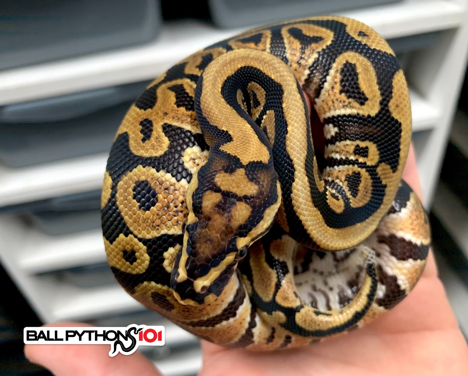Spotnose Het Clown Ball Python by Ball Pythons 101 - MorphMarket