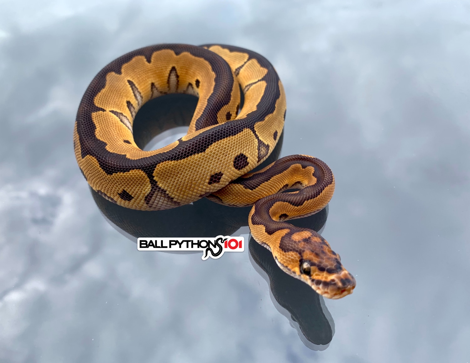 Clown Ball Python by Ball Pythons 101 - MorphMarket