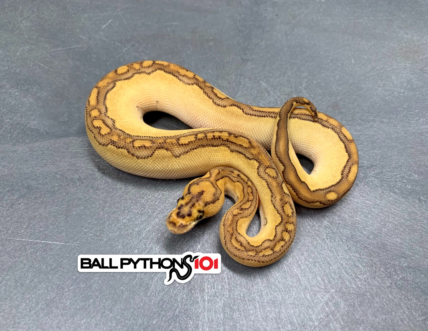 Redstripe (Magma) Butter Clown Ball Python by Ball Pythons 101 ...