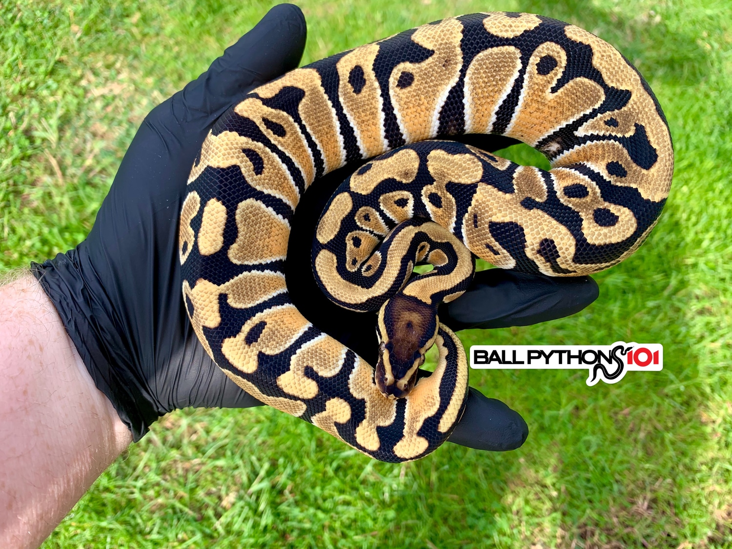 Orange Dream Vanilla Het Clown Ball Python by Ball Pythons 101 ...