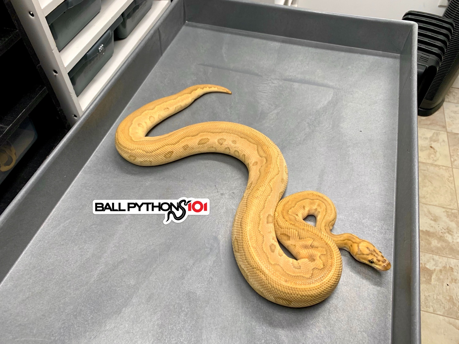 Red Stripe Magma Butter Clown Ball Python by Ball Pythons 101 - MorphMarket
