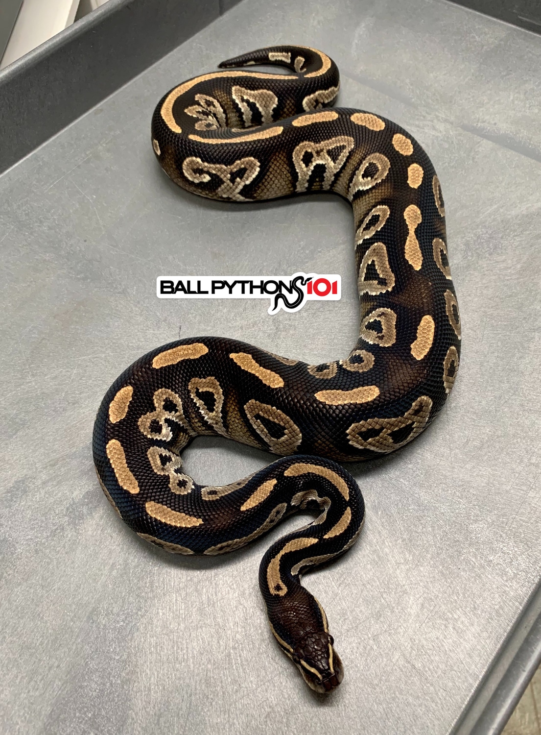 Black Head Phantom Het Clown Ball Python by Ball Pythons 101 - MorphMarket