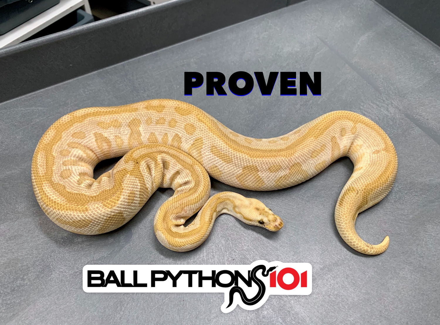 Lesser Batman Ball Python by Ball Pythons 101 - MorphMarket