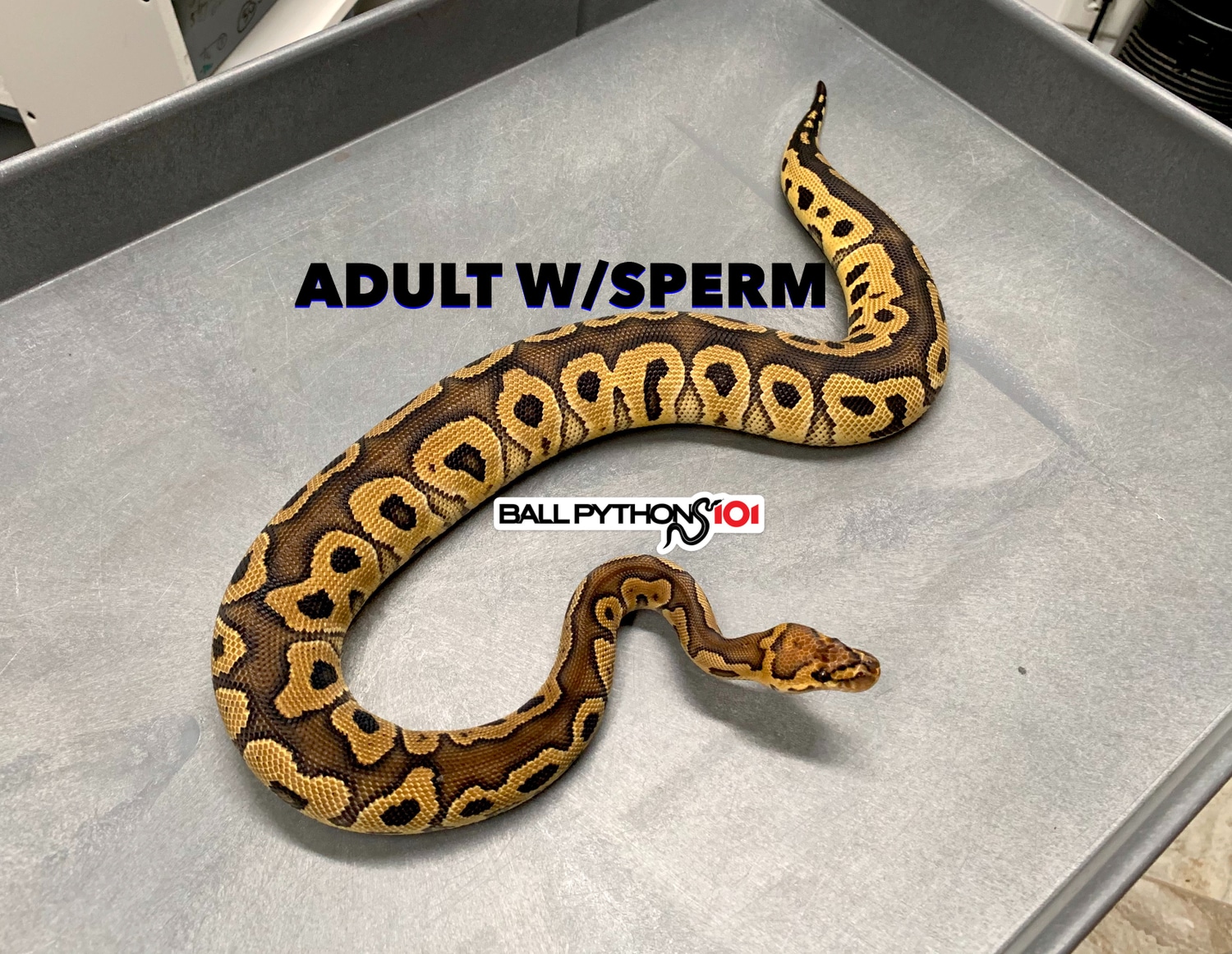 Hurricane Clown Ball Python by Ball Pythons 101 - MorphMarket