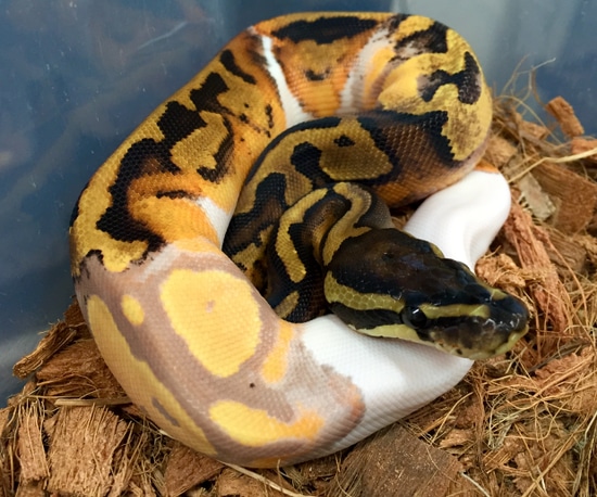 Banana Pied Paradox Ball Python by Ball Pythons 101