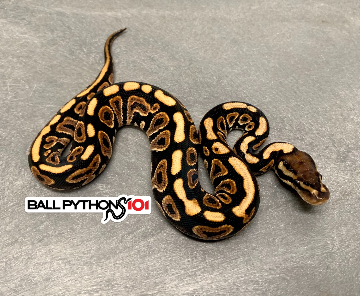 Spotnose Black Pastel Het Clown Ball Python by Ball Pythons 101 ...