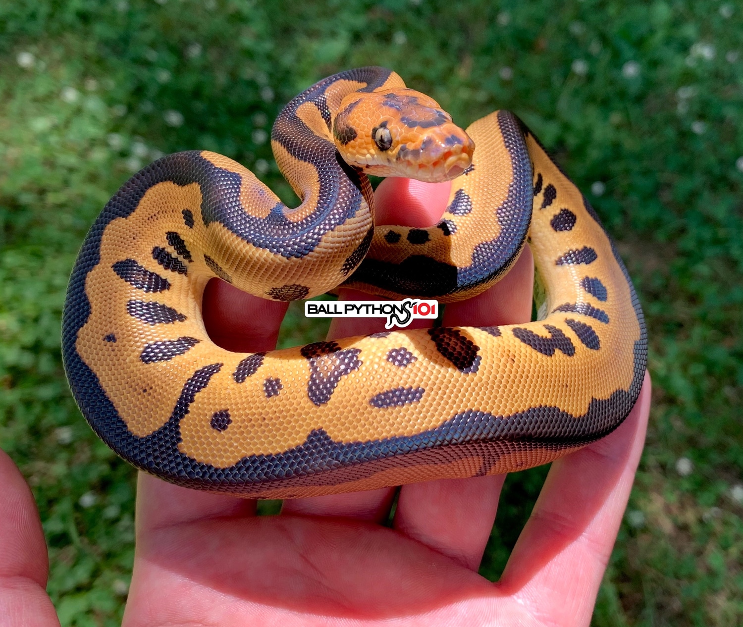 Leopard Redstripe (MAGMA) Clown Ball Python by Ball Pythons 101 ...