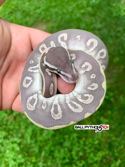 Super Phantom Het Clown Ball Python by Ball Pythons 101