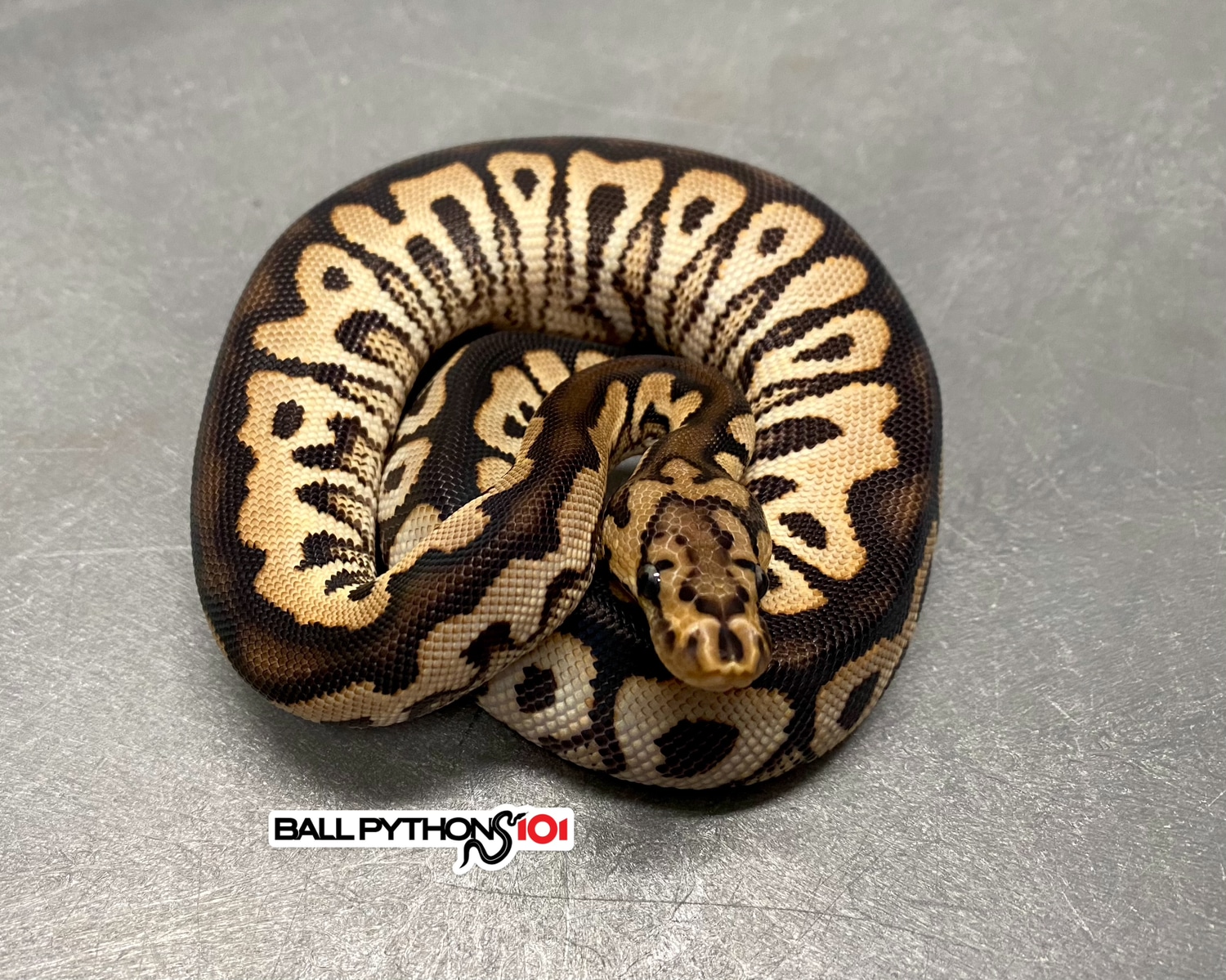 Black Pastel Spotnose Clown Ball Python by Ball Pythons 101 - MorphMarket