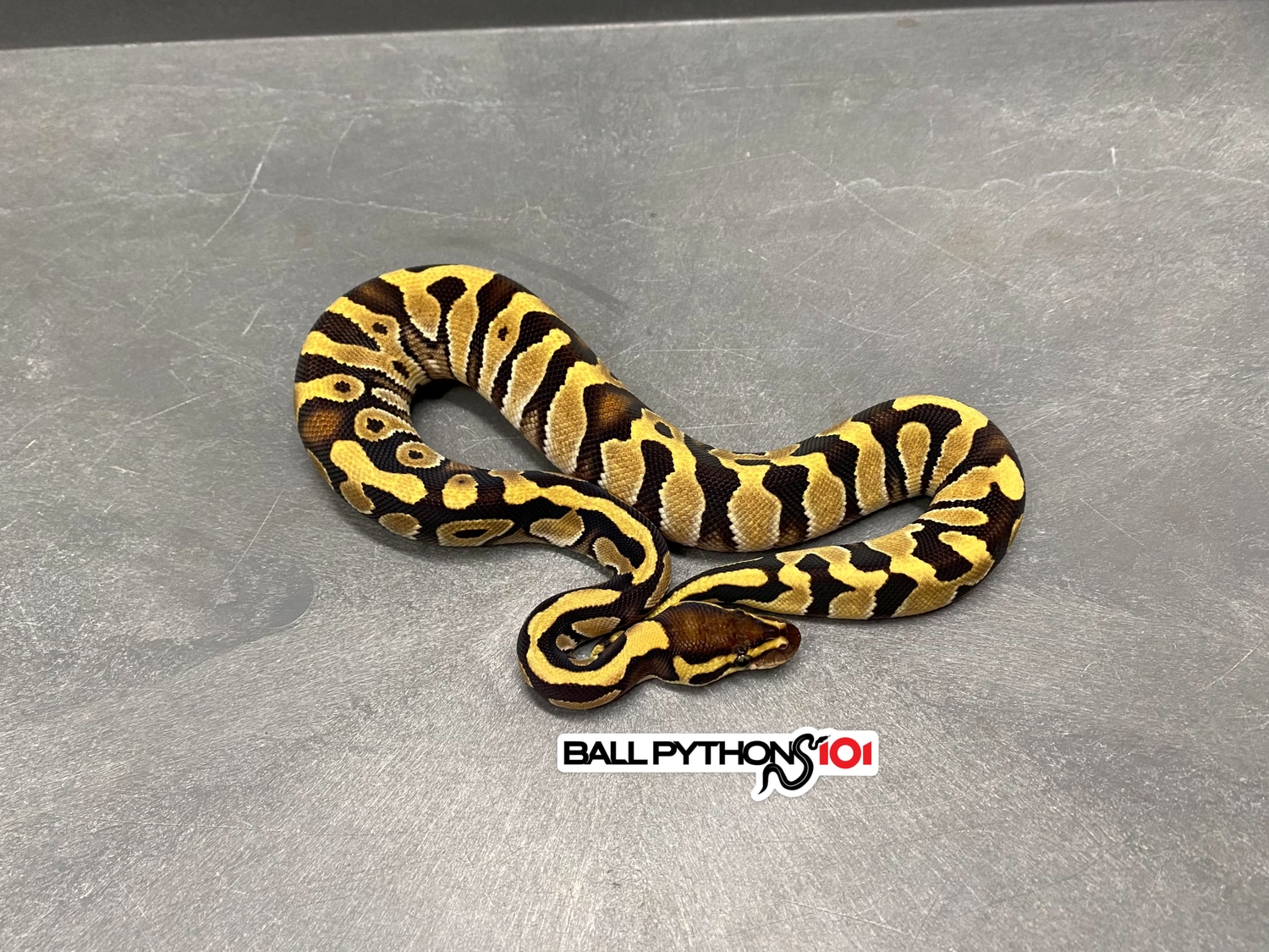 Orange Dream Enchi Phantom DBL Het Ultramel Clown Ball Python by Ball ...