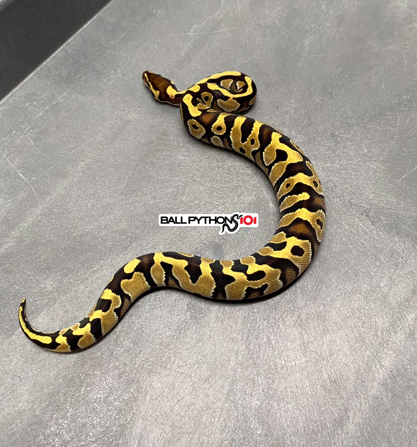 Orange Dream Enchi Phantom DBL Het Ultramel Clown Ball Python by Ball Pythons 101 - MorphMarket