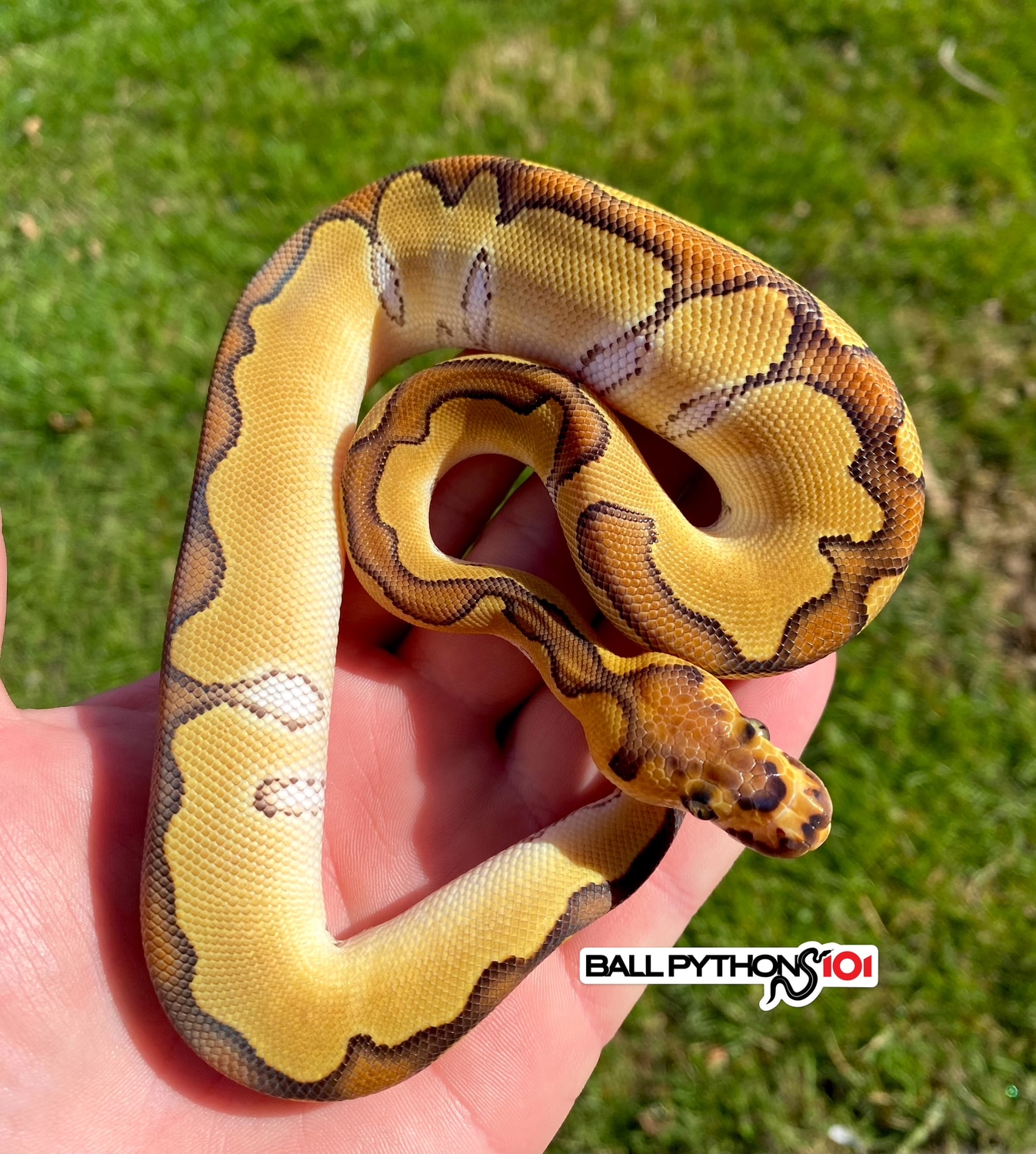 Orange Dream Enchi Phantom Clown Ball Python by Ball Pythons 101 ...