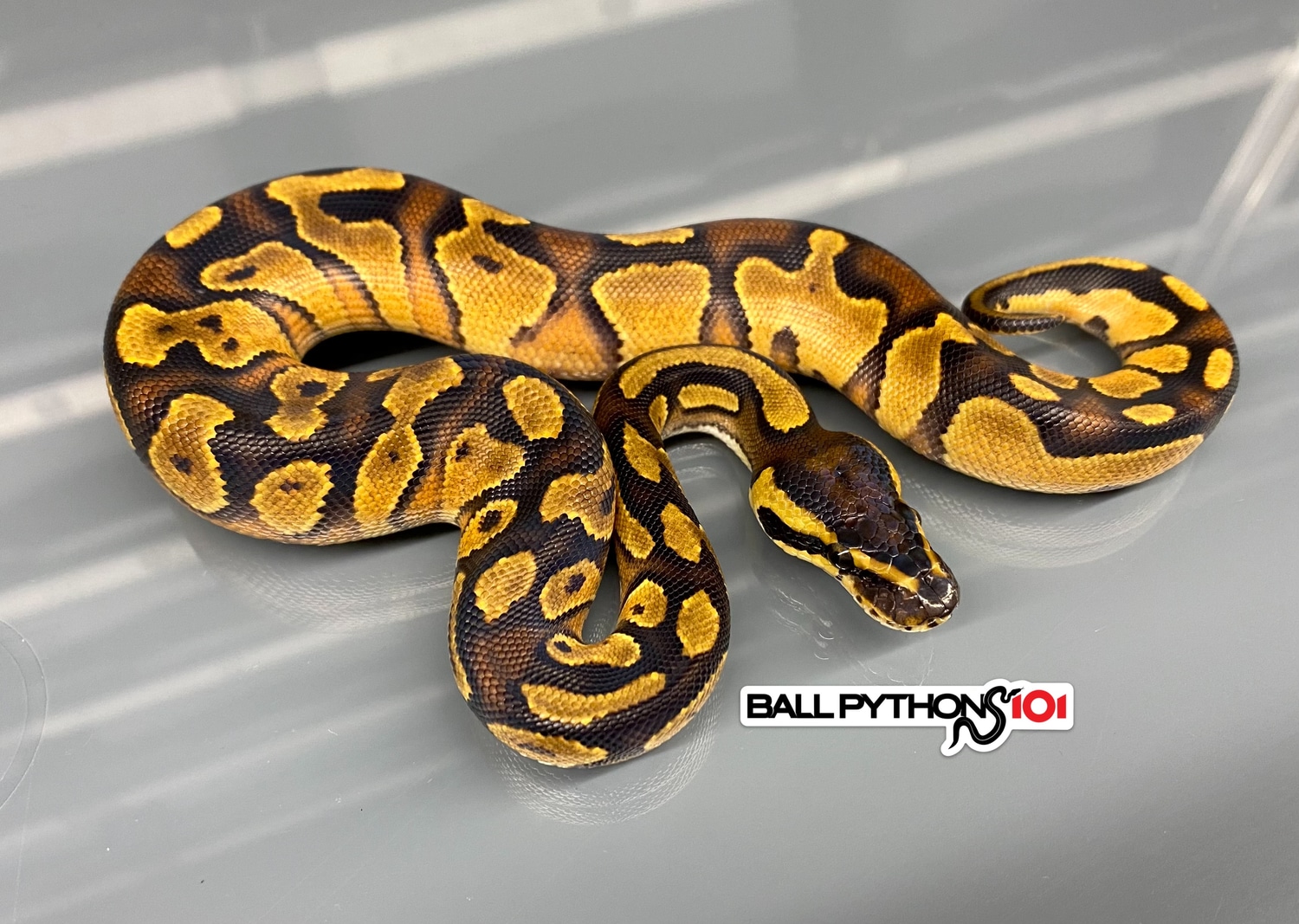 BlackHead Enchi YB Het Clown Ball Python by Ball Pythons 101 - MorphMarket