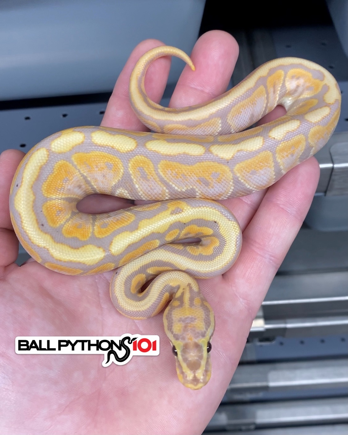 Banana Spotnose Het Clown Ball Python by Ball Pythons 101 - MorphMarket