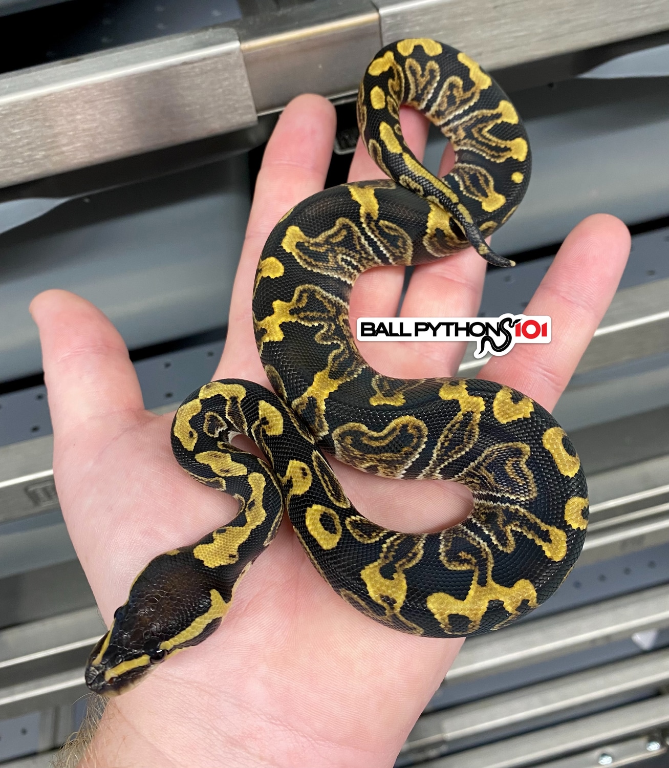 GHI Het Clown Ball Python by Ball Pythons 101 - MorphMarket