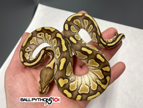 Lesser Het Desert Ghost 66% Het Clown Ball Python by Ball Pythons 101