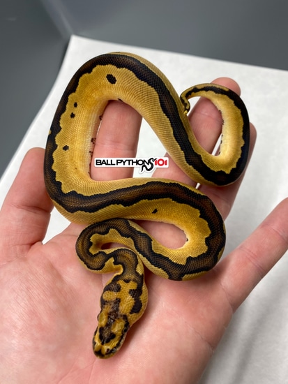 Clown Ball Python by Ball Pythons 101