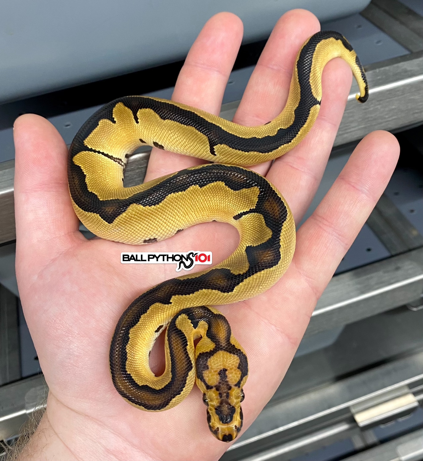 Clown Het Desert Ghost Ball Python by Ball Pythons 101 - MorphMarket