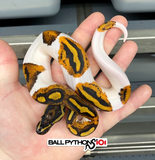 YB Pied Ball Python by Ball Pythons 101