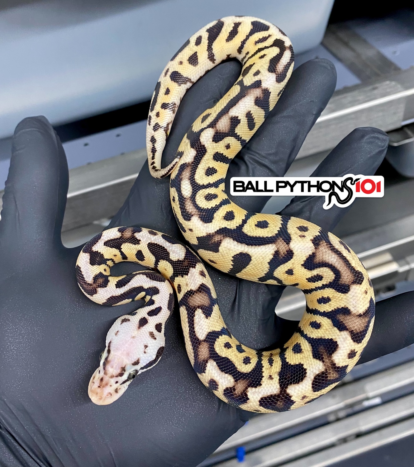 Pastel Vanilla Spotnose Het Clown Ball Python by Ball Pythons 101 ...
