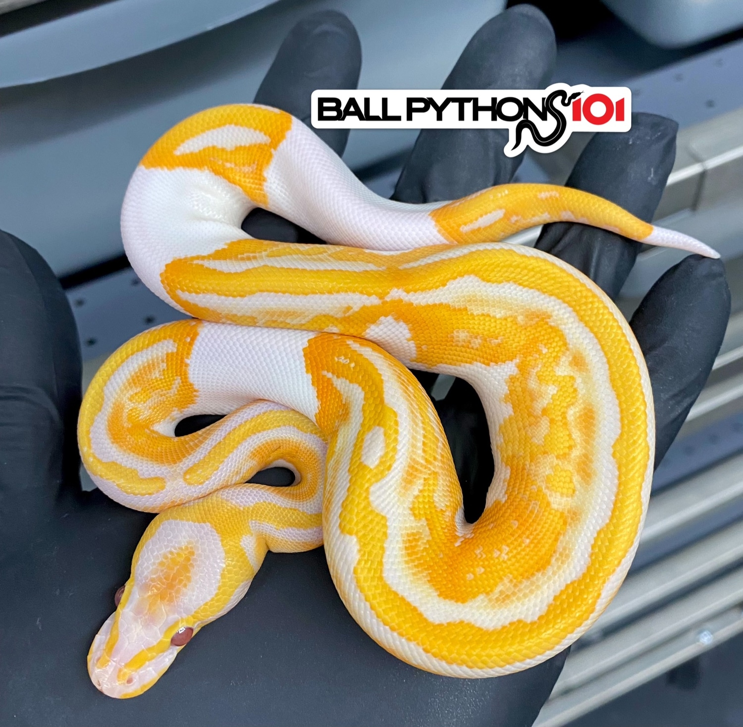 Black Pastel Yellowbelly Dreamsicle Ball Python by Ball Pythons 101 ...