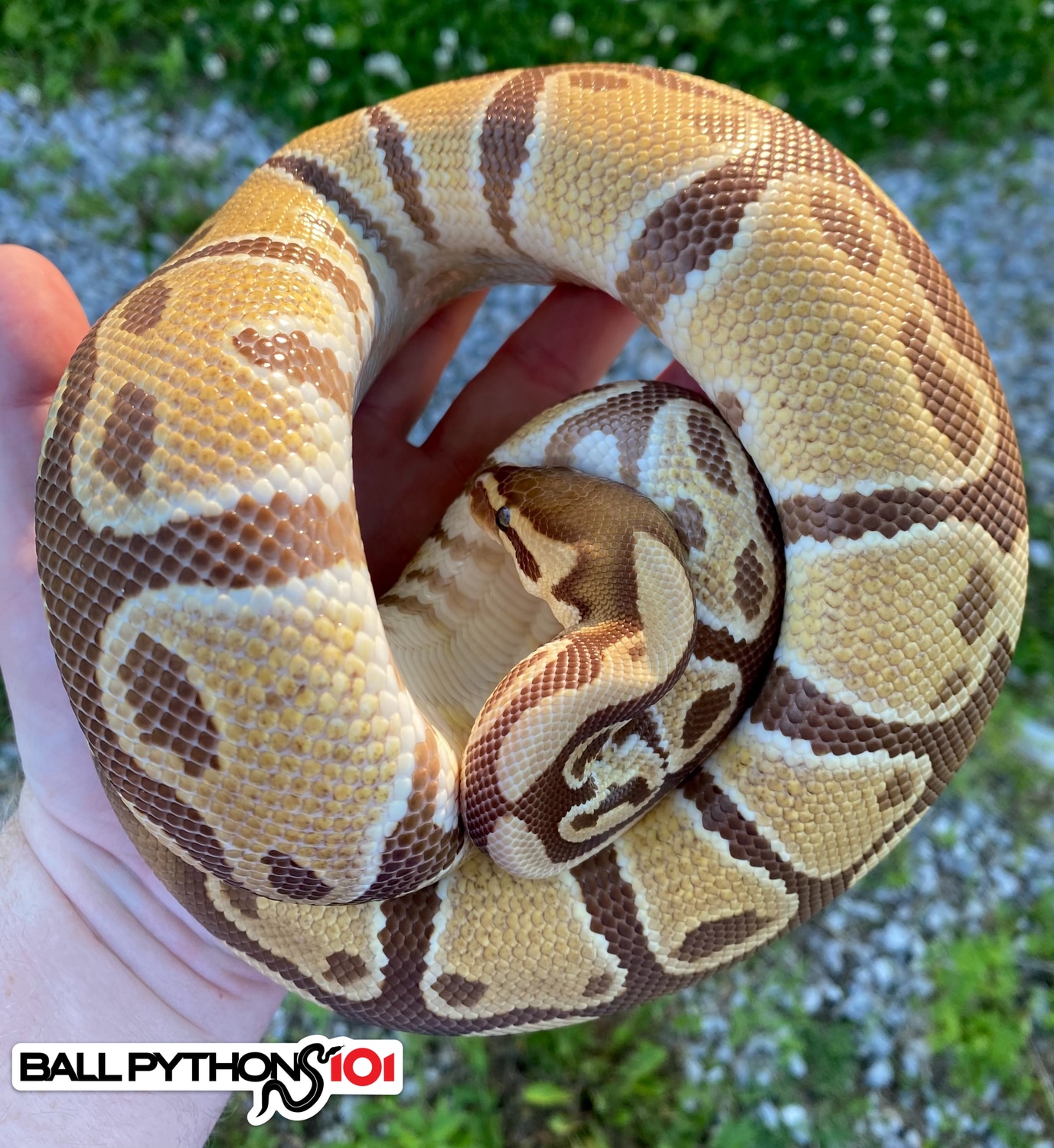 Monarch Ball Python by Ball Pythons 101 - MorphMarket