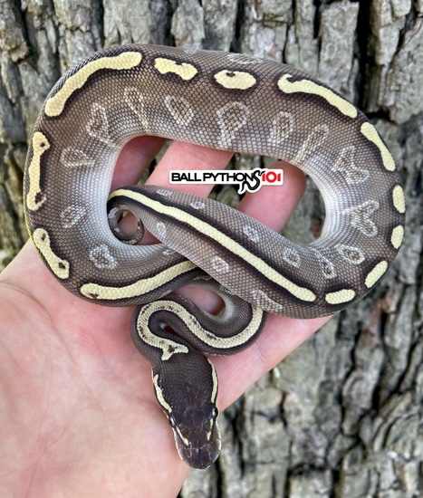 BlackHead GHI Lesser Het Clown Ball Python by Ball Pythons 101