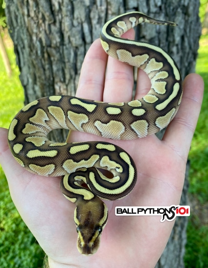 Black Head Lesser Het Clown Ball Python by Ball Pythons 101