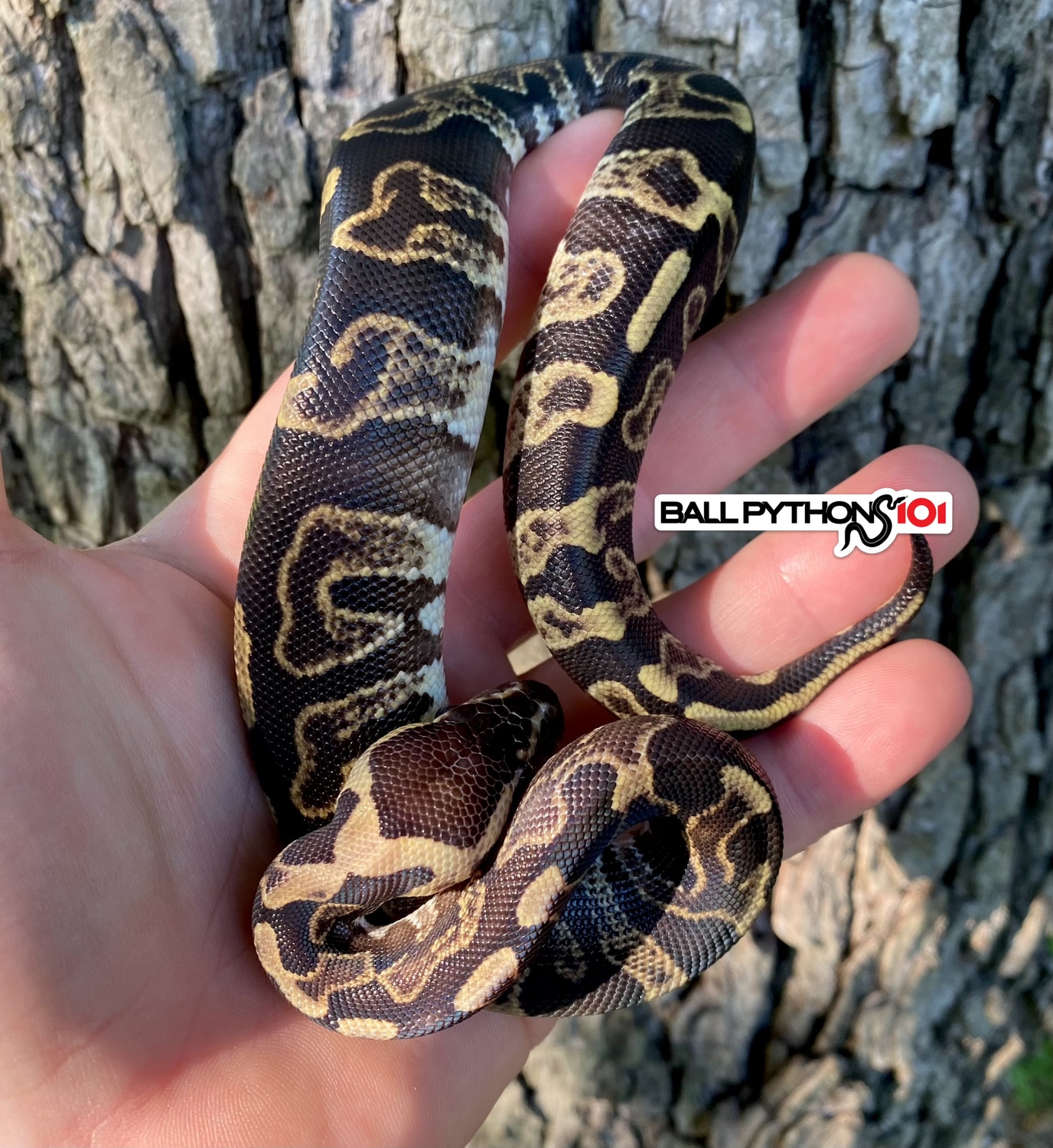 GHI Leo Het Clown (Poss Super GHI) Ball Python by Ball Pythons 101 ...