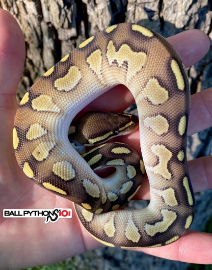 Black Head Lesser Het Clown Ball Python by Ball Pythons 101