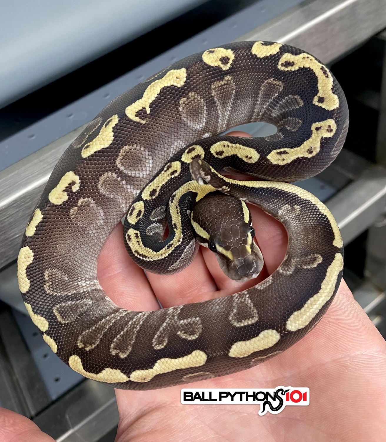 GHI Mojave Het Clown Ball Python by Ball Pythons 101 - MorphMarket