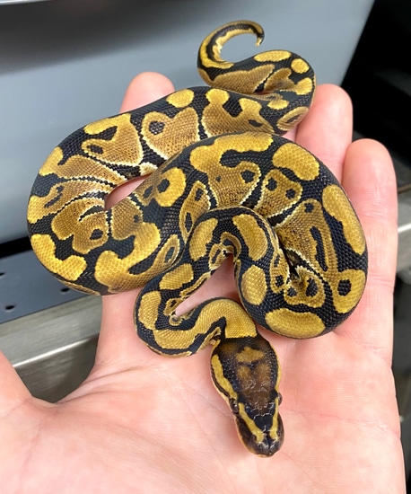 100% Dbl Het DG Clown Ball Python by Ball Pythons 101