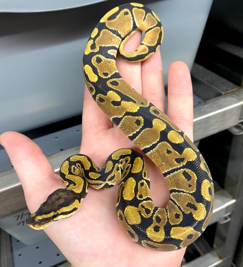 100% Dbl Het DG Clown Ball Python by Ball Pythons 101