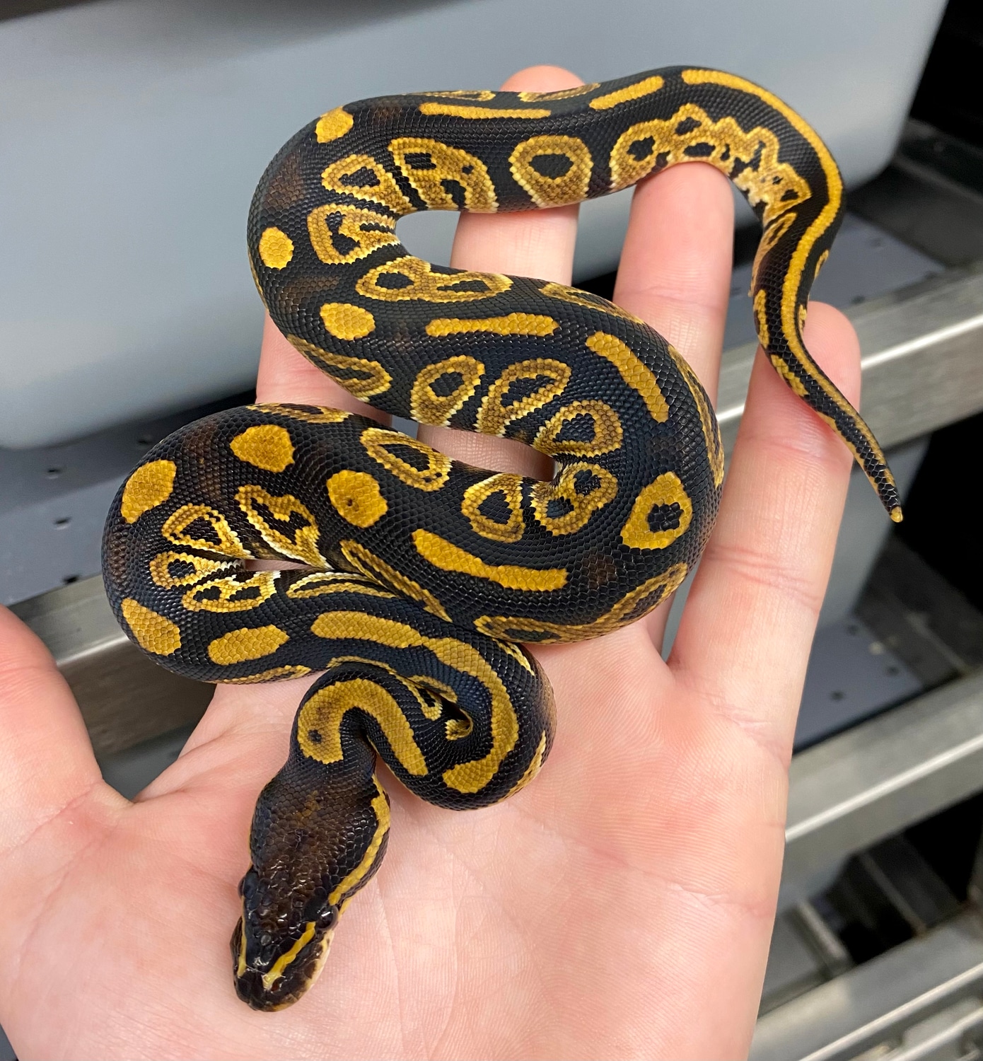 BlackHead Red Gene Het Clown Ball Python by Ball Pythons 101 - MorphMarket